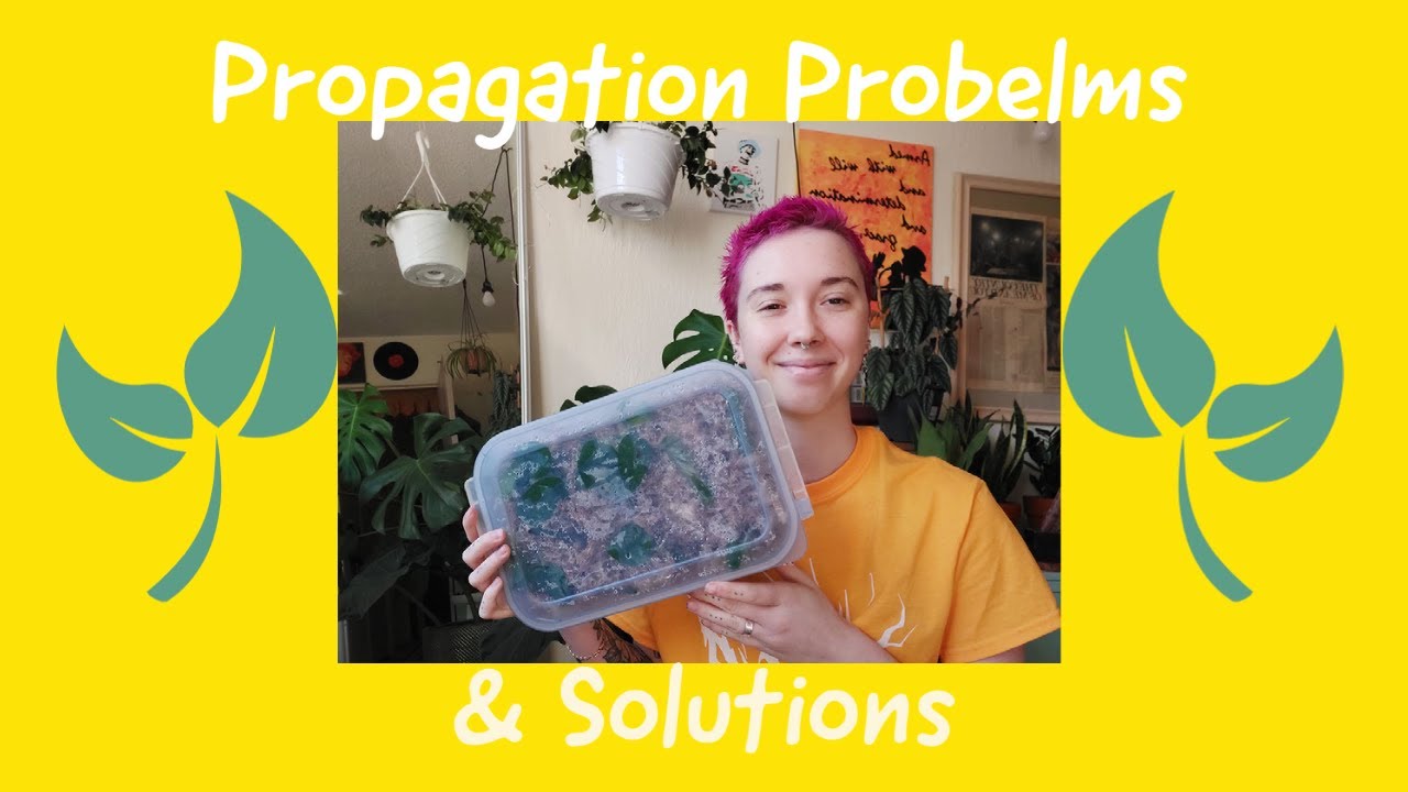 Propagation Problems & Solutions | Mini Garden Update and Chat - YouTube