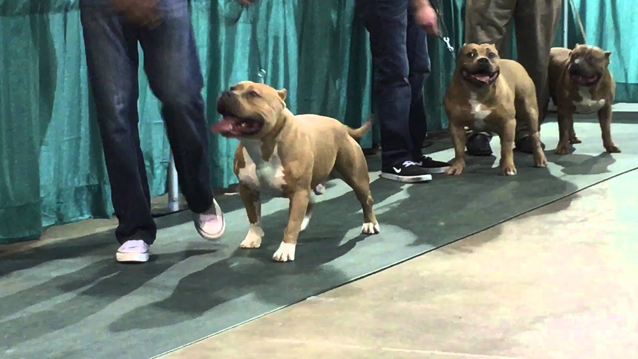 ABKC Super Bully Bowl 1/30/2016 Judge Rodrigo Silva 1-2 Standard Male ...