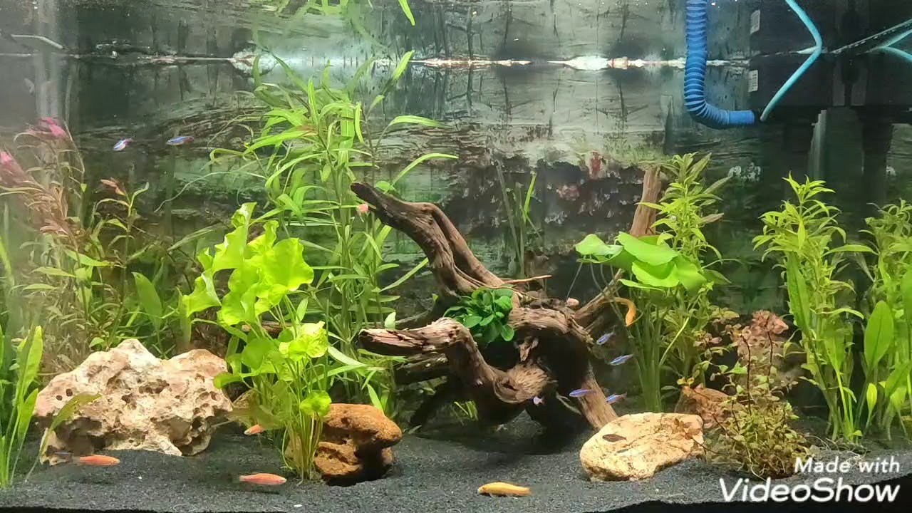 In Harmony..Zebrafish (Danio rerio), Neon Tetra, Chinese Algae Eater ...