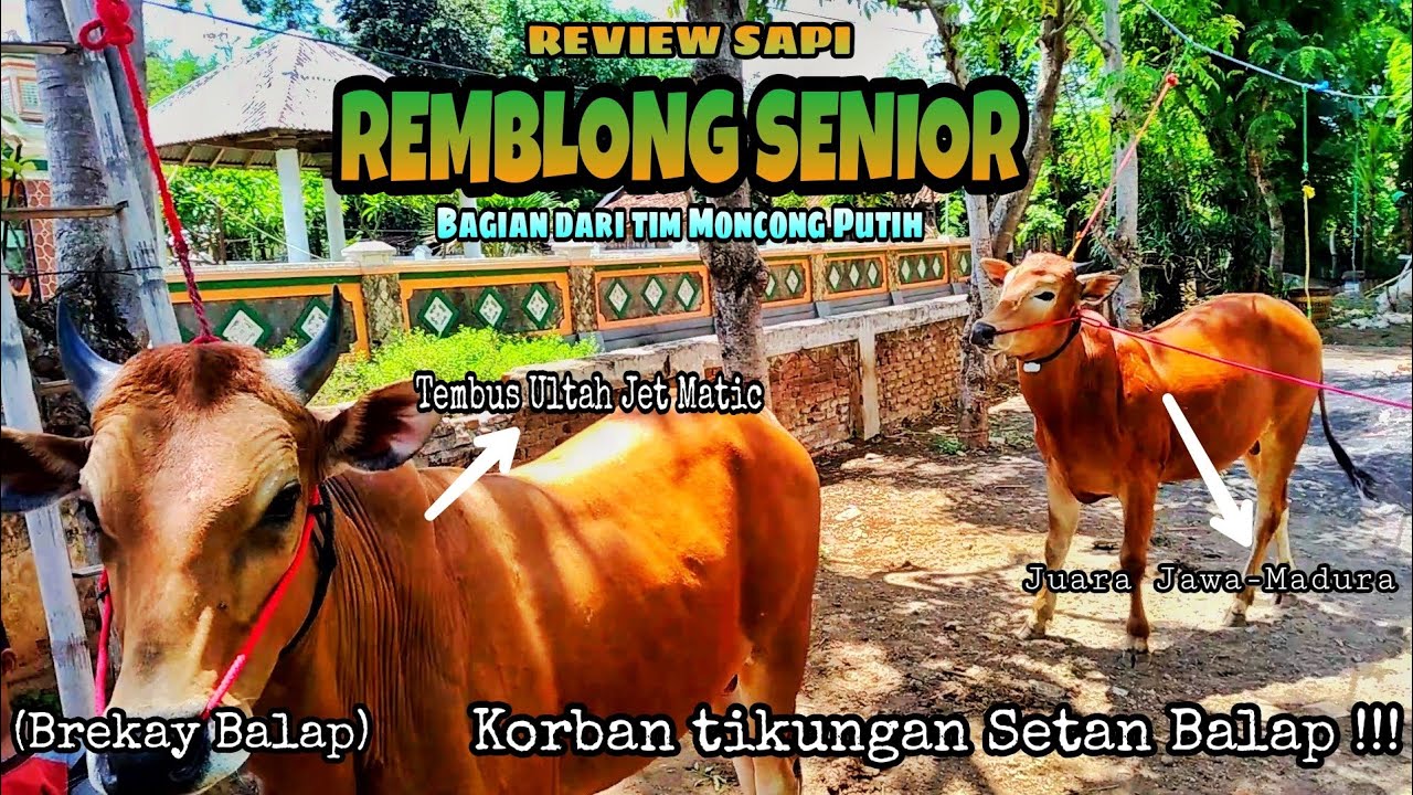 Review Sapi REMBLONG dari Tim MONCONG PUTIH - YouTube