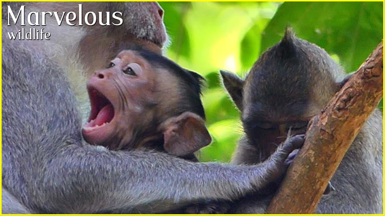 Marvelous! Cute a moment monkey tiny baby Jonna with act after wake up ...