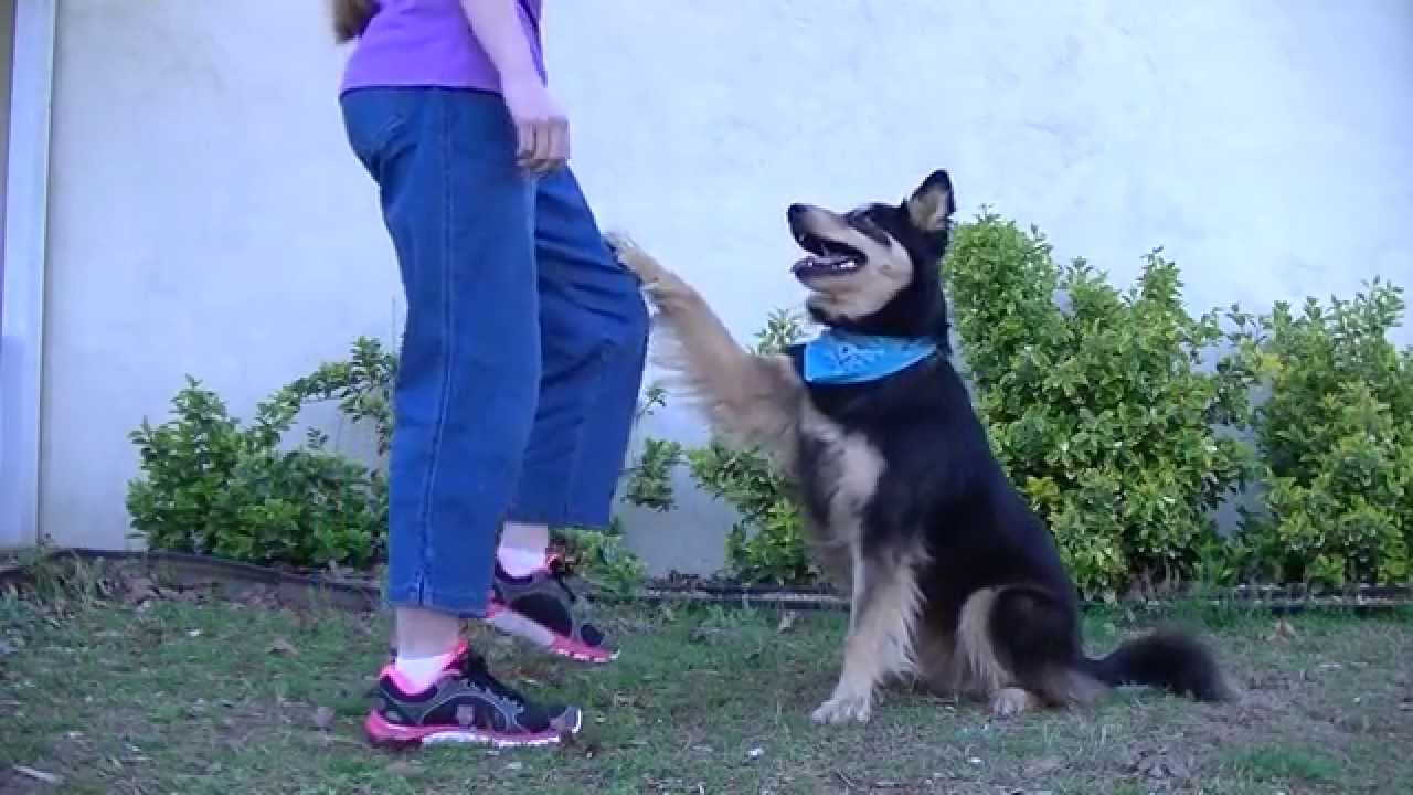 Dog Tricks in Slow Motion! WATCH IN HD - YouTube