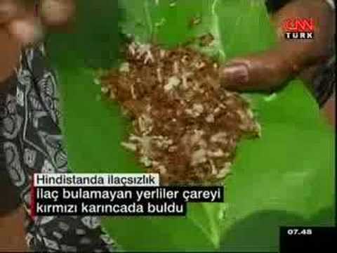 SOSTV - Yerli Karınca yiyen yerliler
