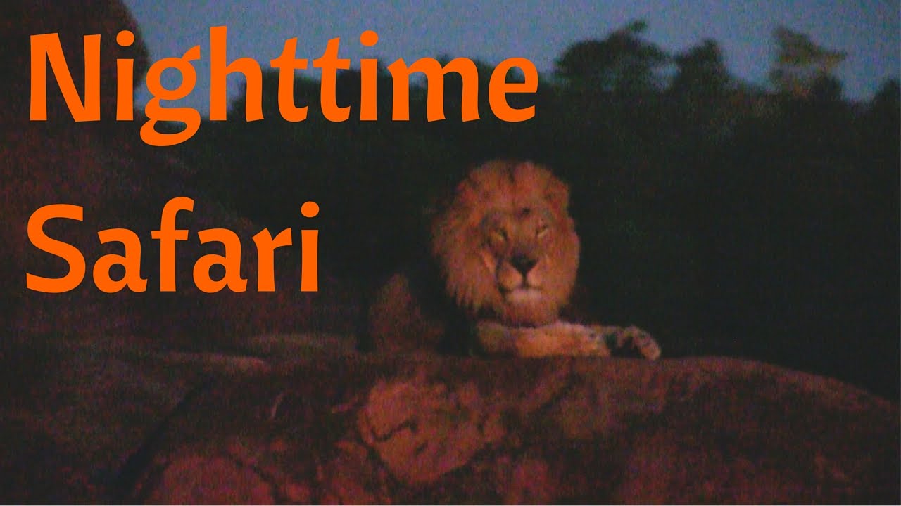Full Nighttime Kilimanjaro Safaris ride at Disney's Animal Kingdom ...