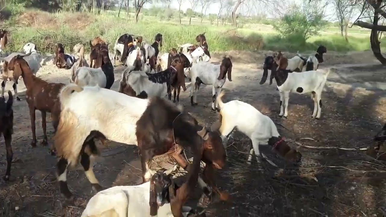 Goat Buck Screaming and has many Goat Doe for Mating - YouTube