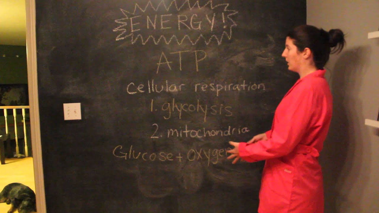 Cell Respiration Mini-lesson - YouTube