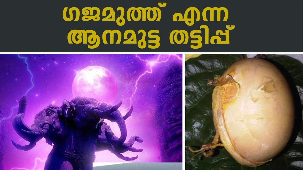 ഗജമുത്തിൽ മയങ്ങിയ മലയാളികൾ | What Is An Elephant's Pearl (Gajamuthu ...