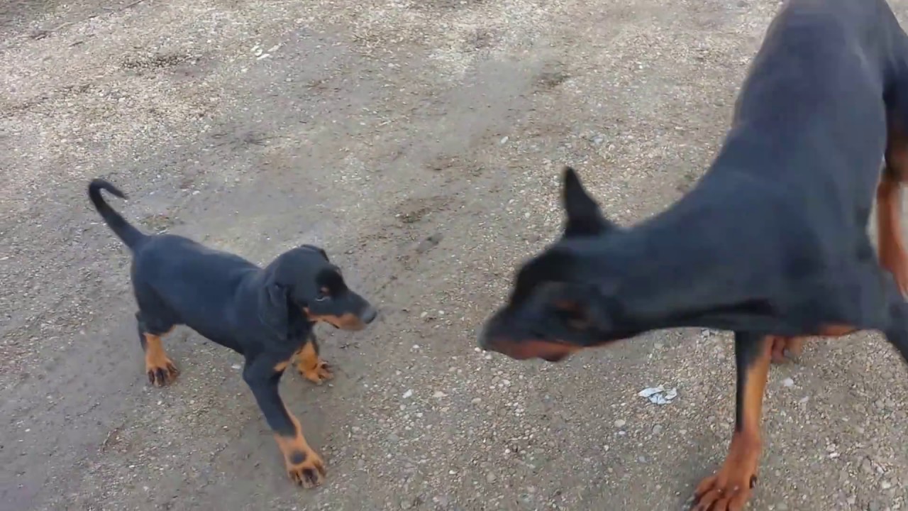 Dobermans playing - YouTube