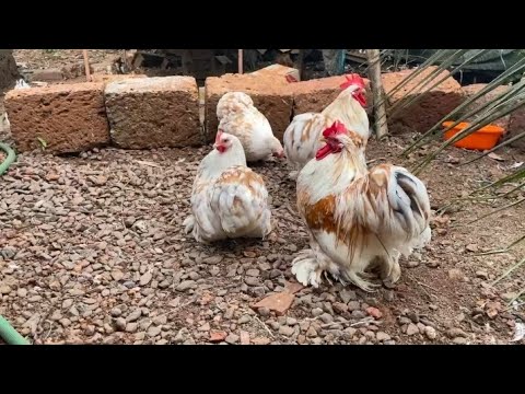 Fancy hen Buff Bantam Chicken - YouTube