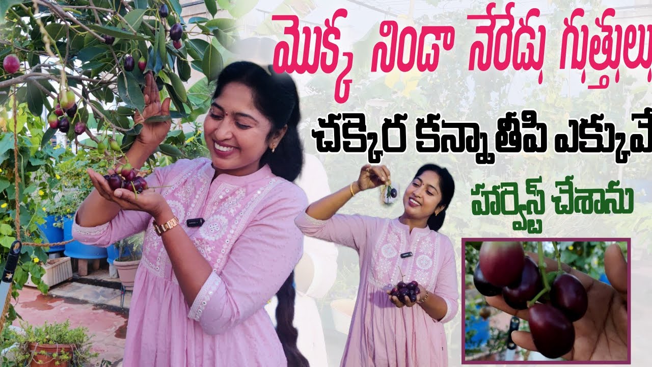 Bunches of Black Jamoon Harvest 😍🤩| Neredu Pandlu|Chinna Container lo ...