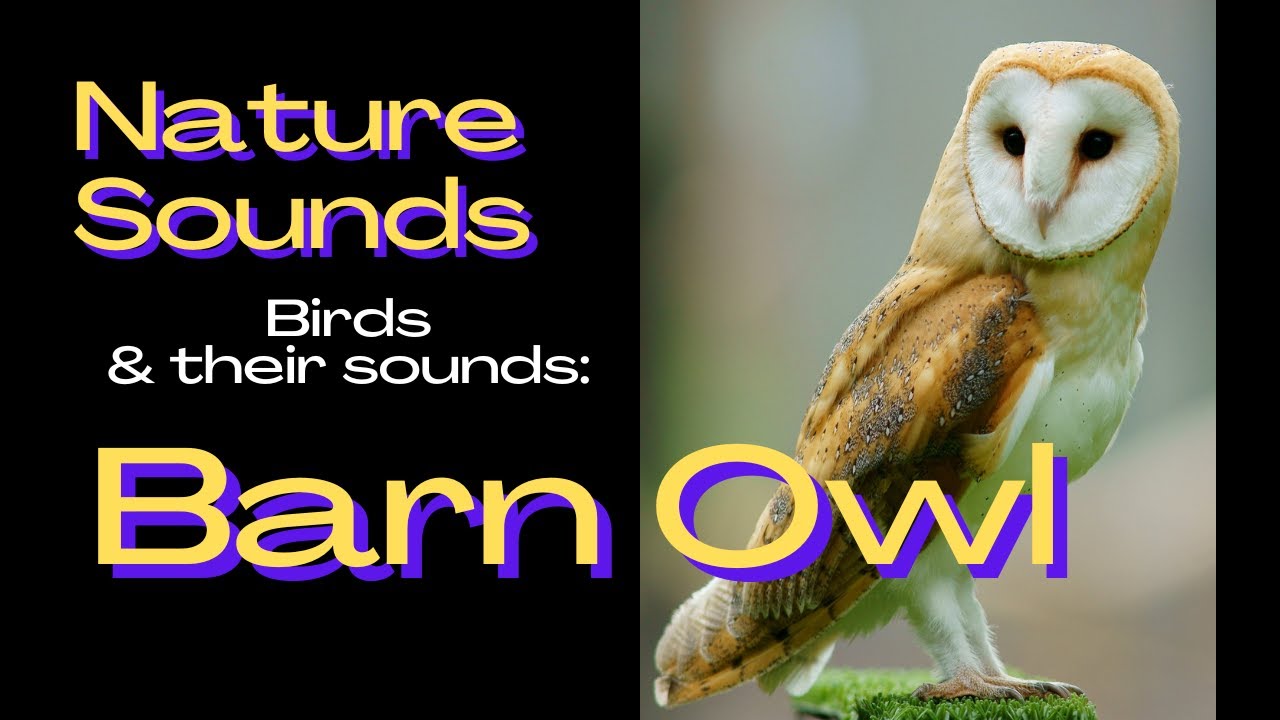 The sound of the Barn Owl - UK Birds. Field recording of Nature sounds ...