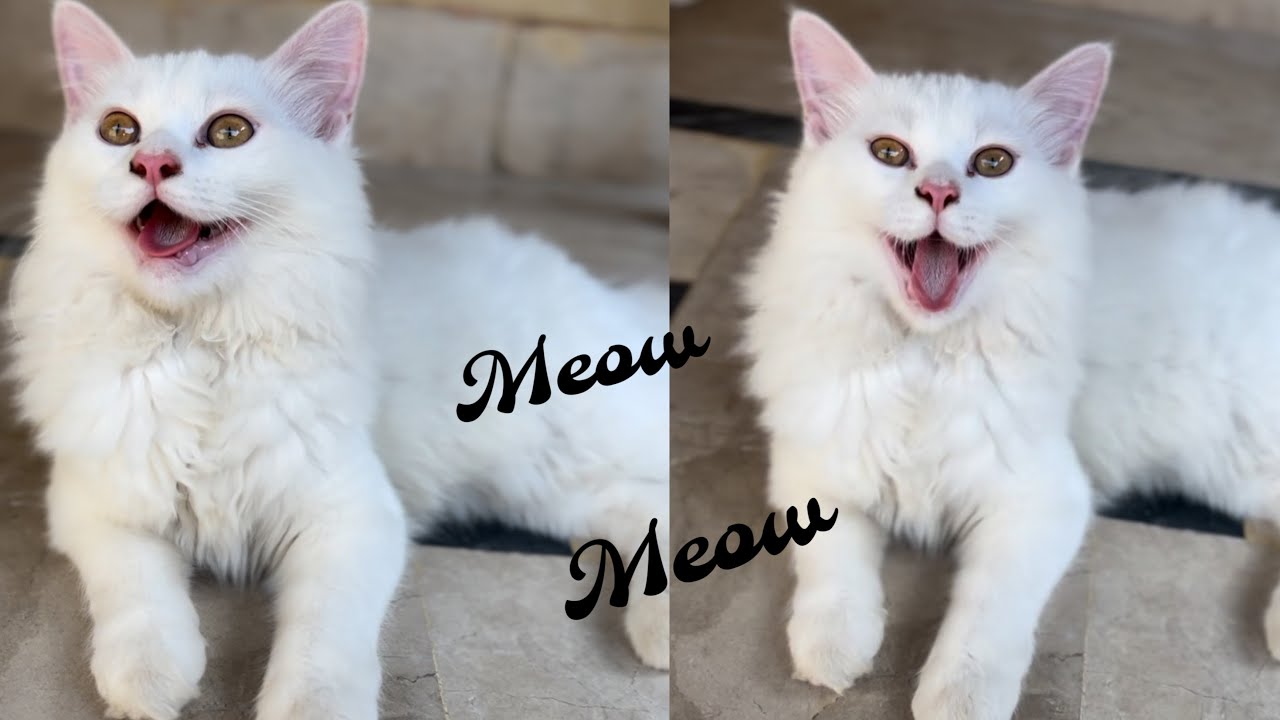 Introduction Of meows Family|Cat videos /Cute cate vidoes|Pets vidoes ...