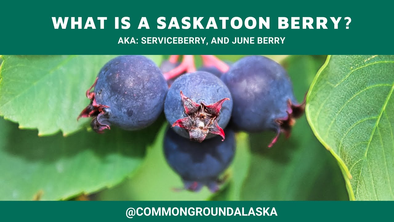 What is a Saskatoon Berry? - YouTube