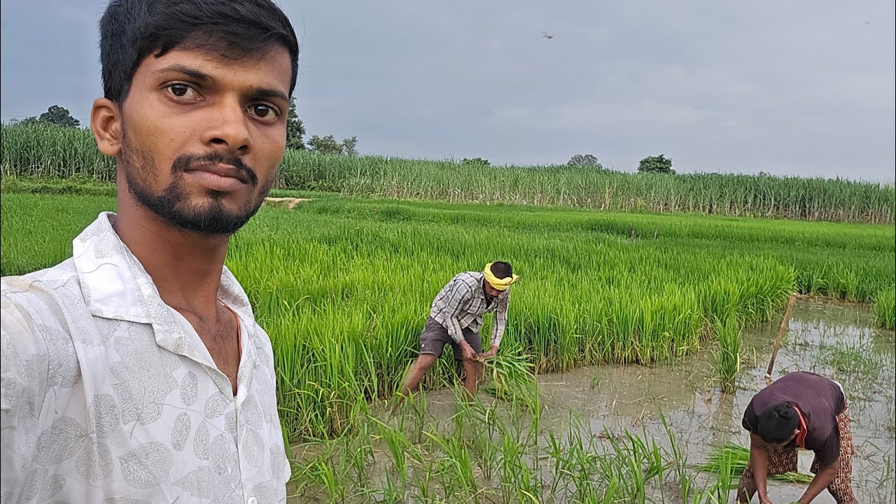 हमर Chhattisgarh sughar 🫠🫠🤔 dhan रोपाई - YouTube