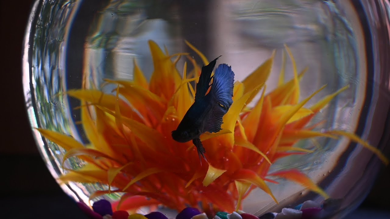 Betta fish tank | Betta tank | Betta fish bowl setup . - YouTube