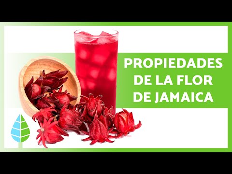 9 BENEFICIOS de la FLOR de JAMAICA 🌺✅  (Propiedades Medicinales, Para Qué Sirve y Cómo Tomarla)