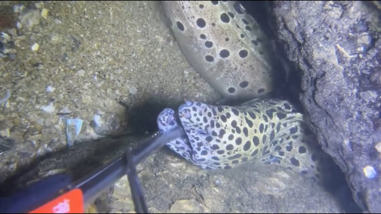 [LIVE NOW]🔴 Real-Time Seafloor Fishing! Catch Eels and Crabs in One Go ...