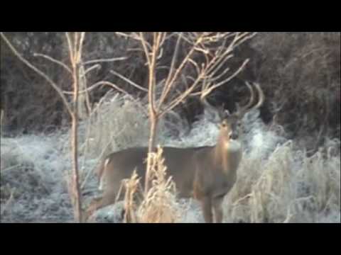 Double Beam Buck_12 - YouTube