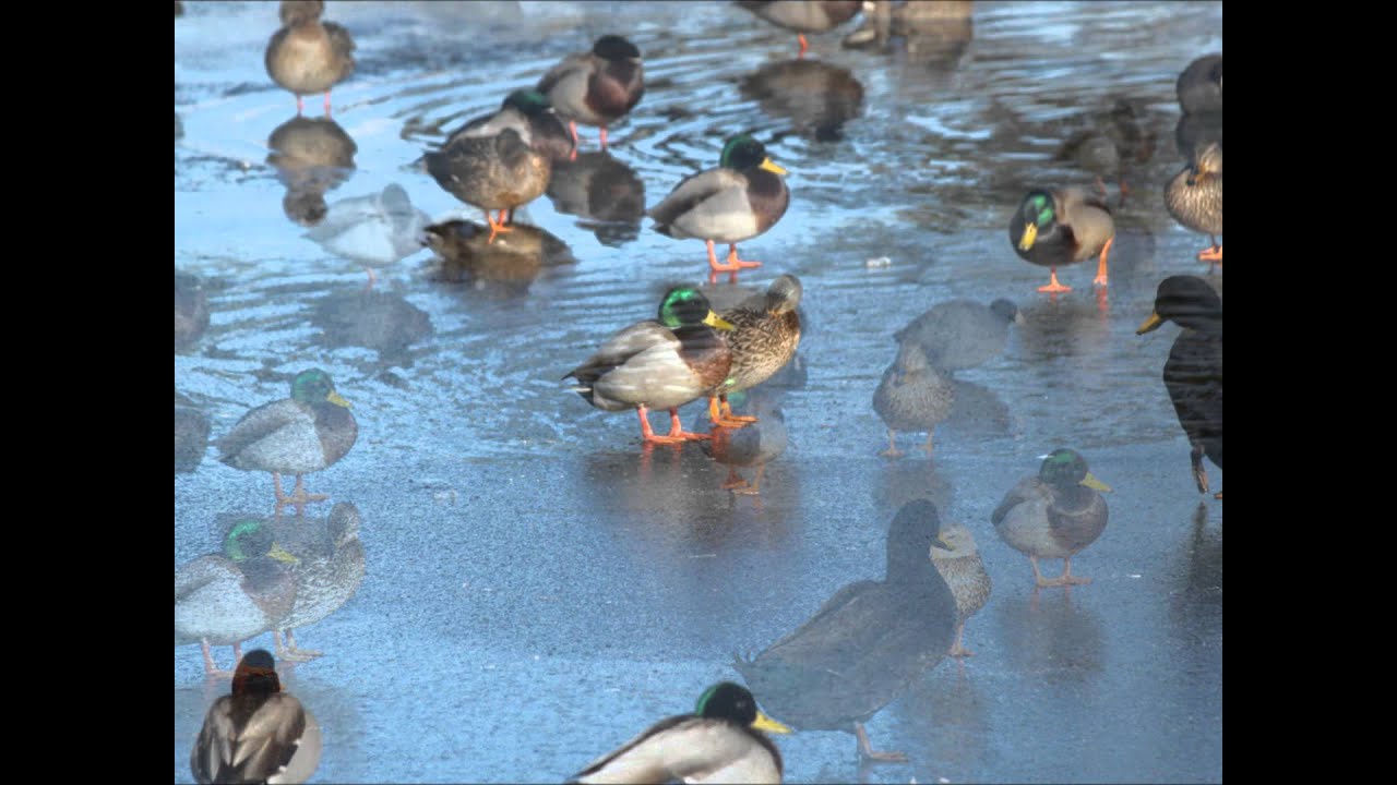 Cold Snap (nature photography) - YouTube