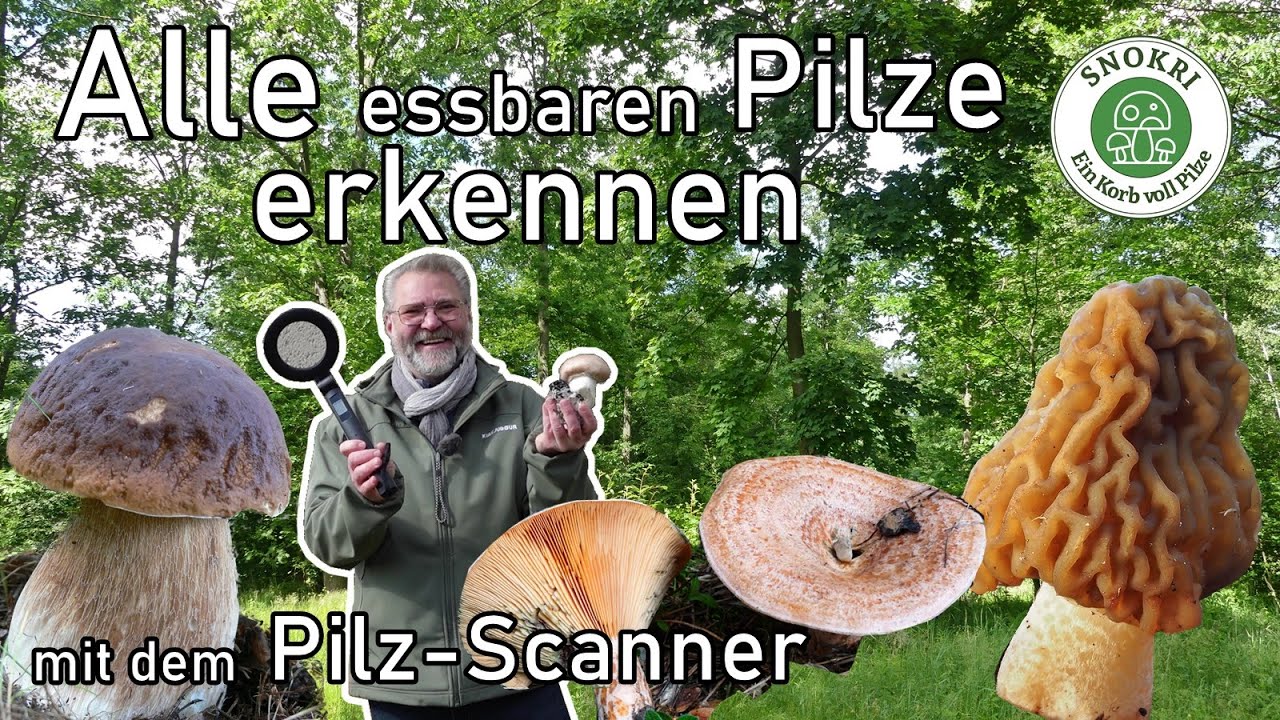 Alle Essbaren Pilze ganz leicht erkennen mit dem sensationellen Pilz ...