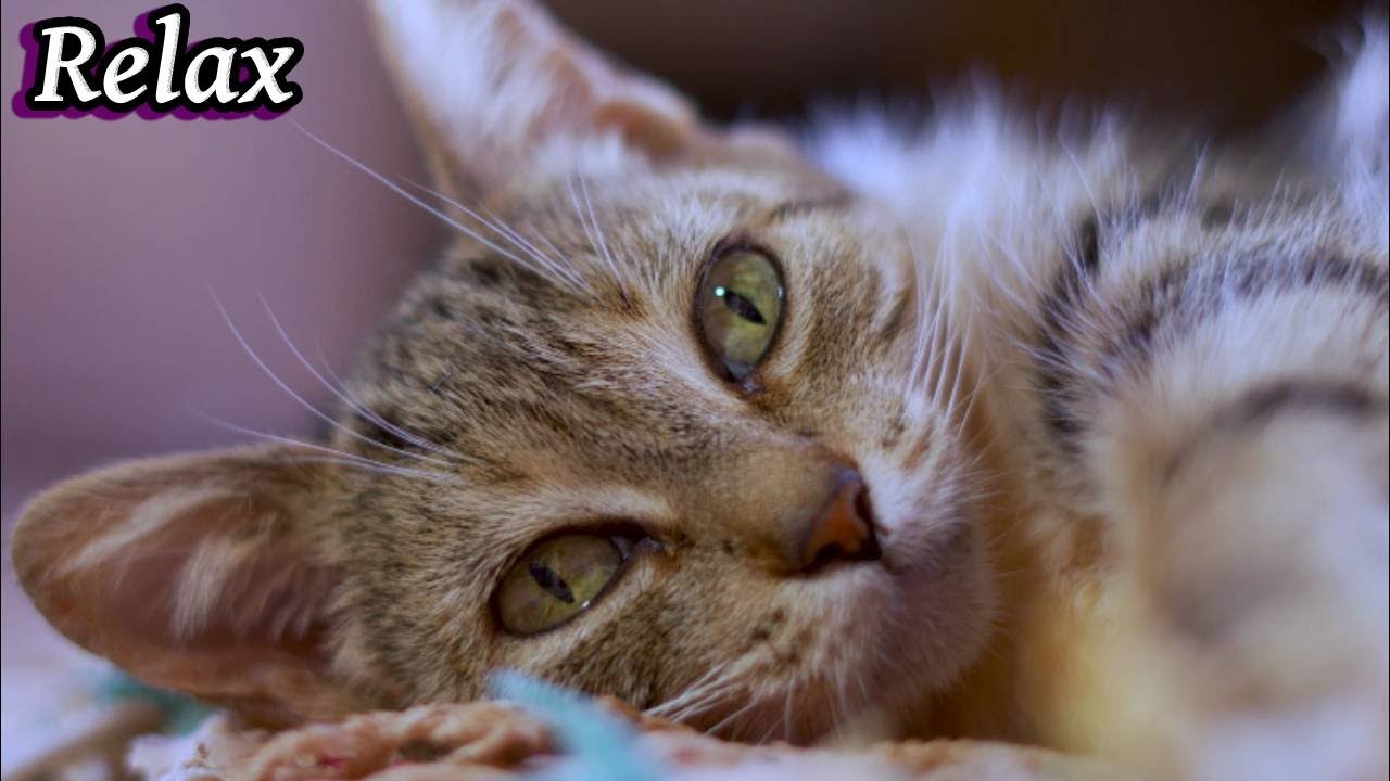 [Relaxe com os gatos] Inspire-se com esses gatos super fofos e uma ...