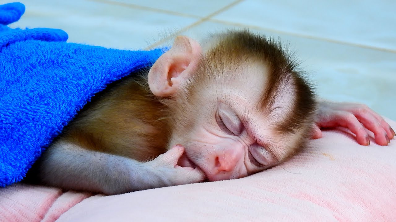 So Sleepy!! Beautiful Baby Monkey Avi And Axel Look So Tired After ...