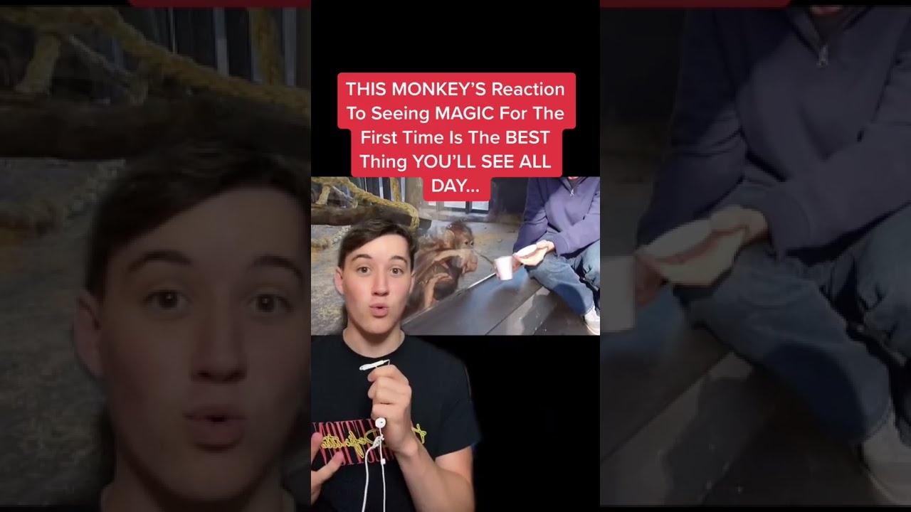 Monkey's Reaction To Seeing Magic Is The Best Thing You'll See All Day ...