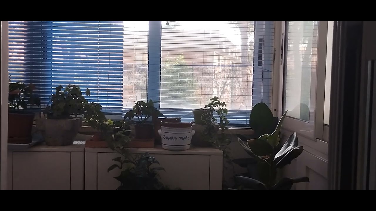 Wifiskeleton/Jaydes (emo rap, trap, slacker rock, bedroom pop, punk ...