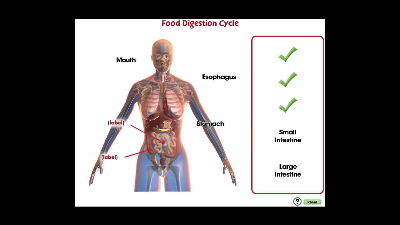 CC7551 Circulatory, Digestive & Reproductive Systems: Food Digestion ...
