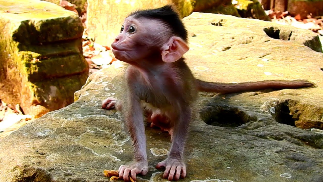 Oops! What's Going On Dustin Crying Like this! What's Wrong With Baby ...