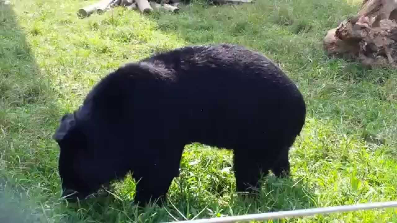 Special bears: Bears with disabilities (at Animals Asia's Vietnam Bear ...