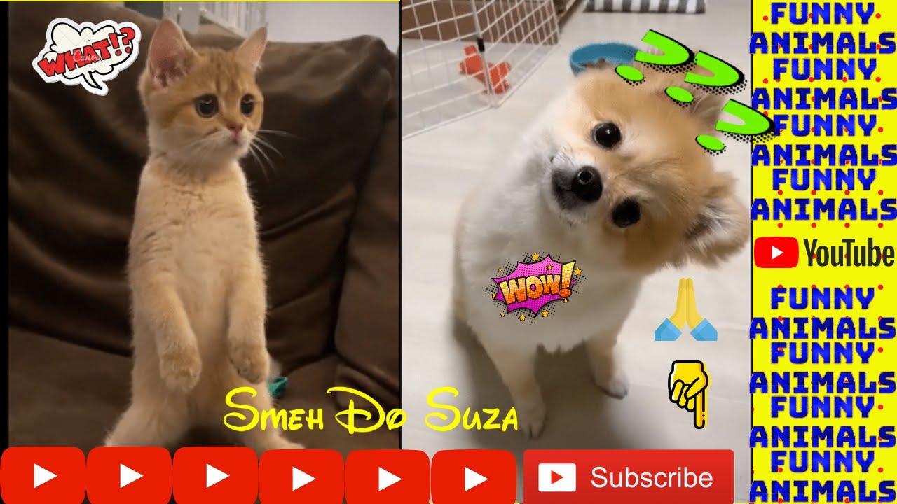 SMESNE MACKE I PSI-⭐⭐⭐⭐⭐ - SMESNE ZIVOTINJE- SMESNI KLIPOVI 😺🐕😺🐕 - YouTube