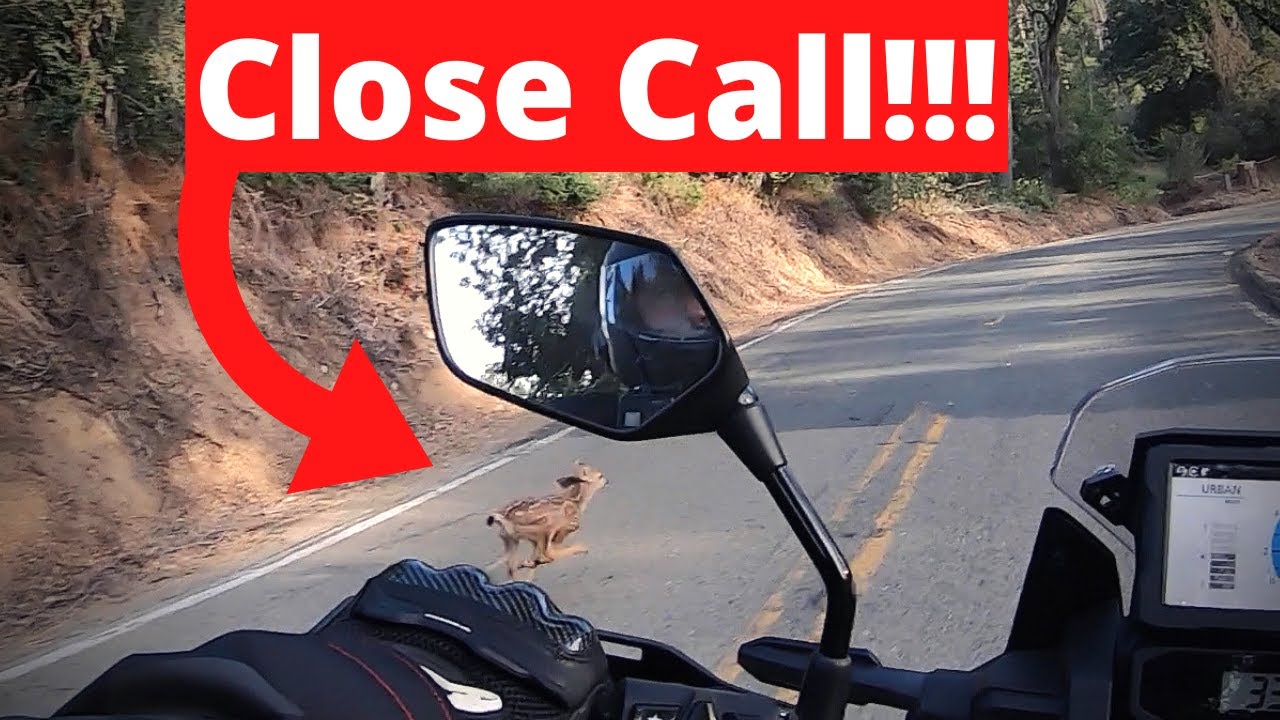 I Almost Ran Over Bambi!!! - YouTube