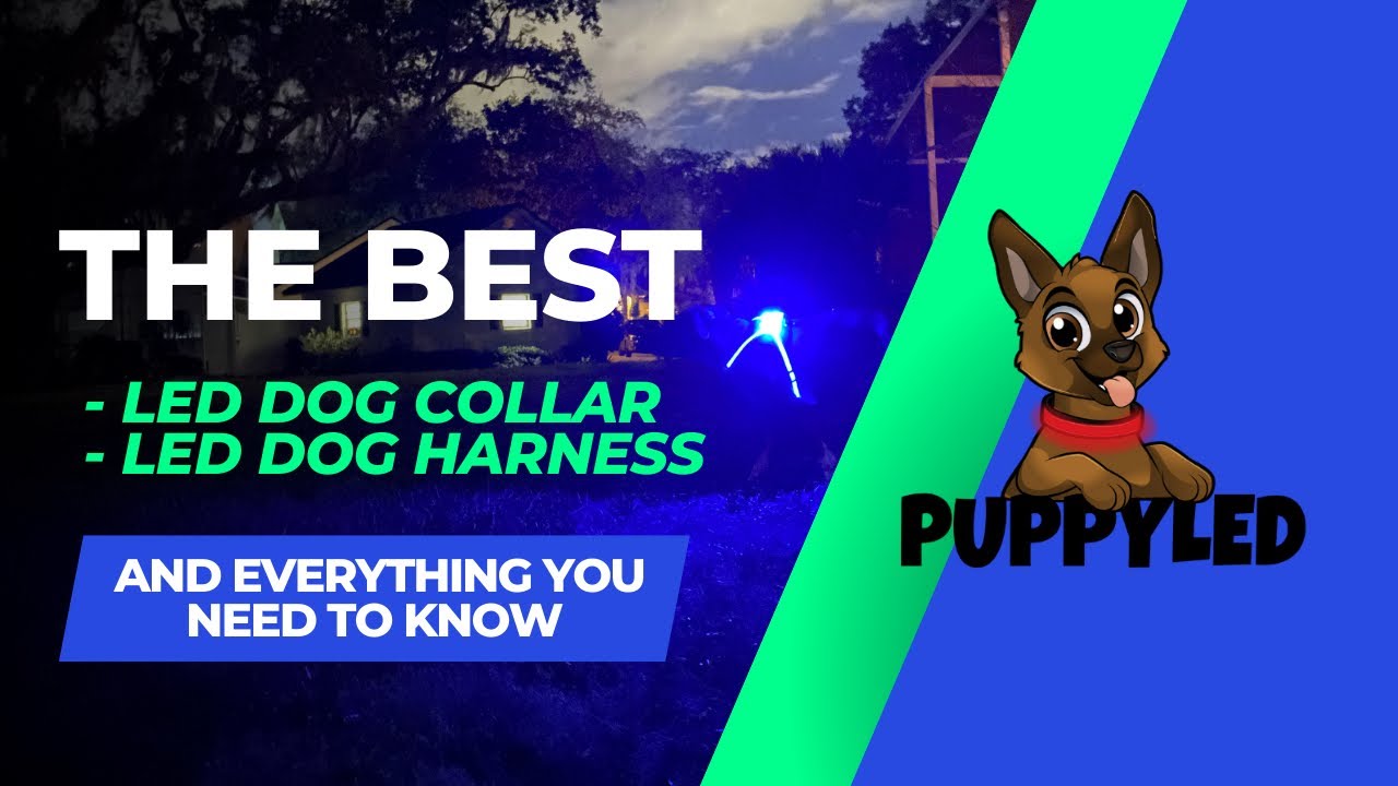 The Best LED Dog Collar & Harness // Everything You Need To Know ...