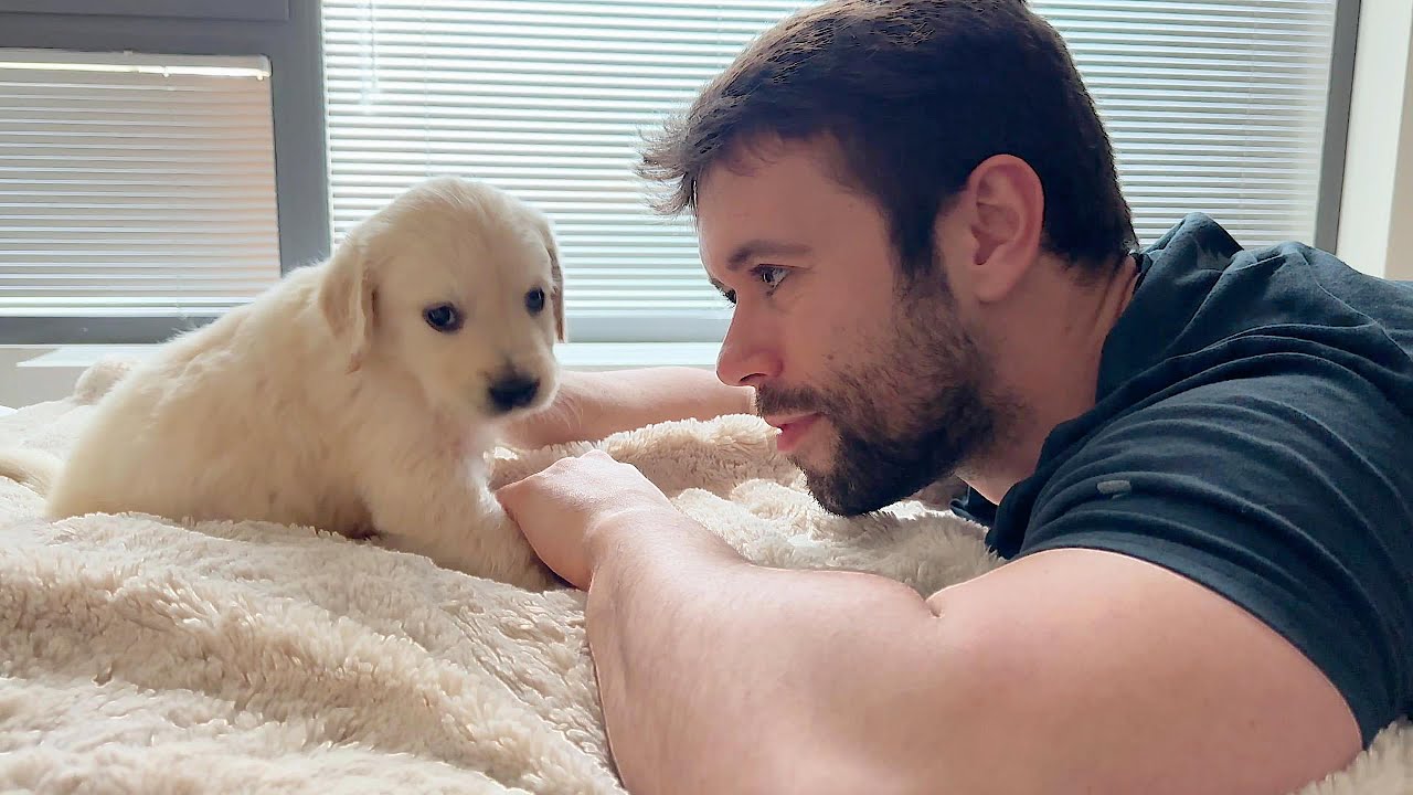 Golden Puppy Cute Moments With Daddy Since Day 1 #dogcompliations - YouTube