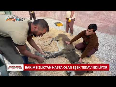 Bakımsızlıktan hasta olan eşek tedavi ediliyor