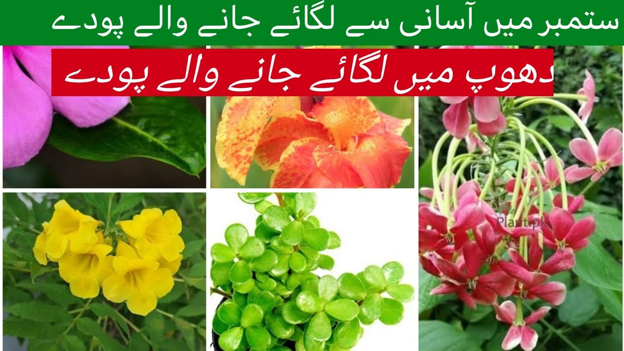 30+permanent plants for beginners | Easy to grow permanent plants for ...