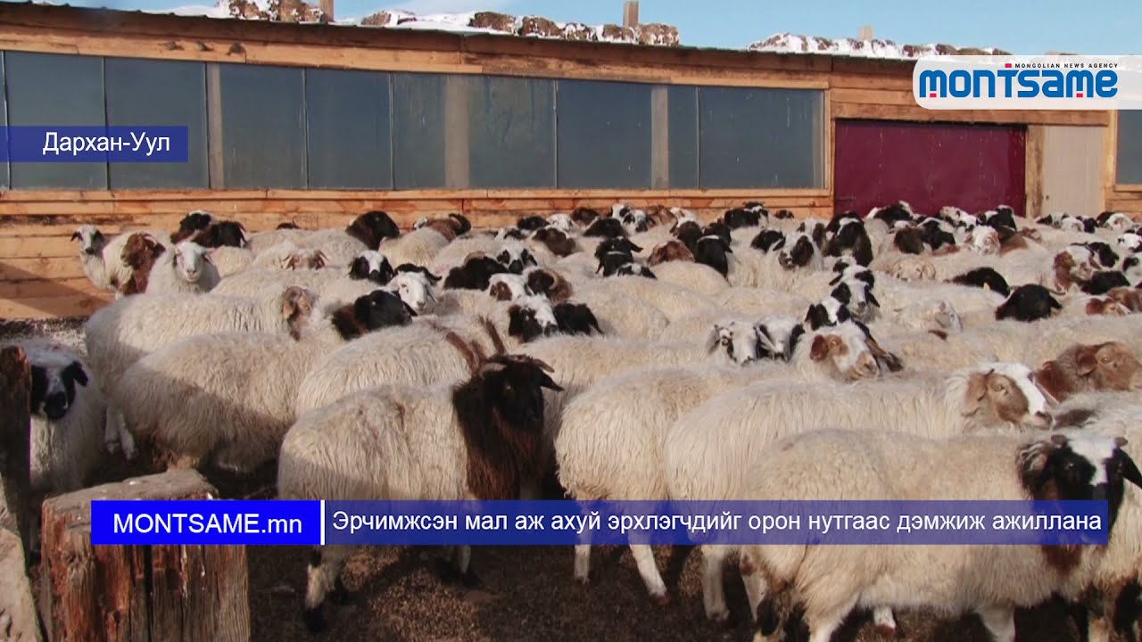 Эрчимжсэн мал аж ахуй эрхлэгчдийг орон нутгаас дэмжиж ажиллана Youtube