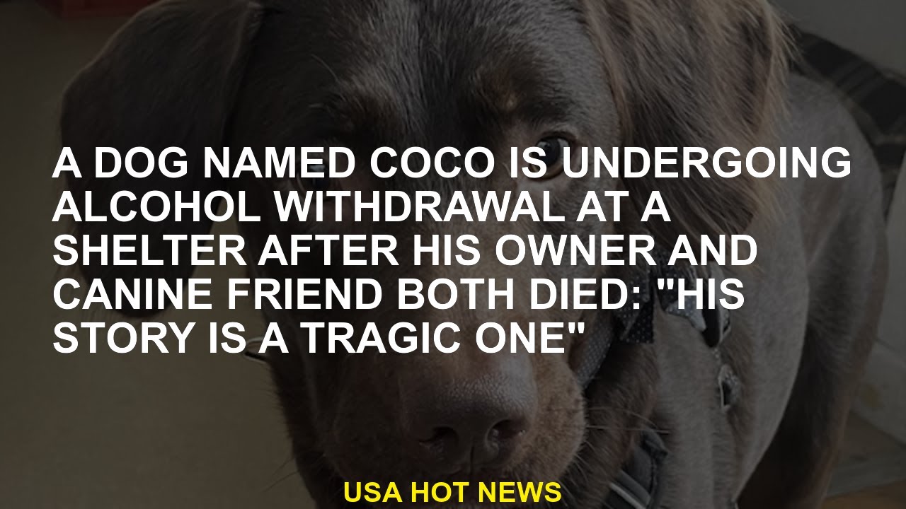 A dog named Coco is undergoing alcohol withdrawal at a shelter after ...