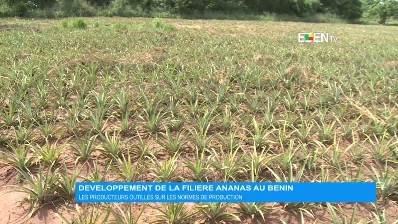 Développement de la filière Ananas au Bénin : Les producteurs outillés ...