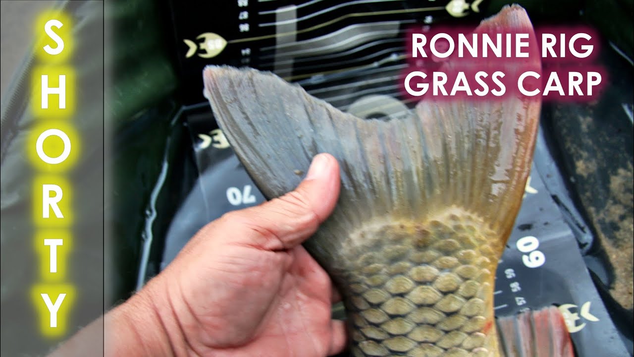 Grass carp rig #fishhobo #evobaits #carpfishing #grasscarp # ...