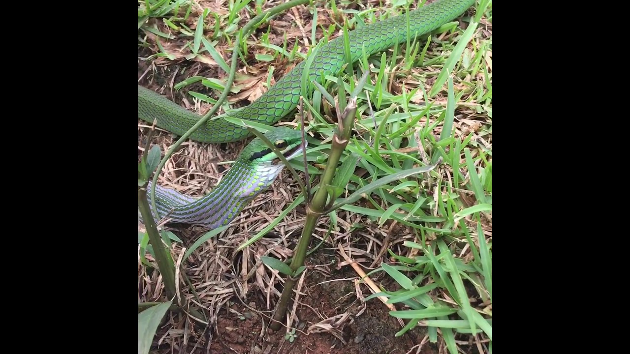 Cope's Parrot Snake (Leptophis Depressirostris) eating frog ...