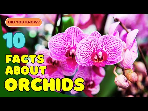 10 Stunning Facts About Orchids You Didn’t Know! 🌸
