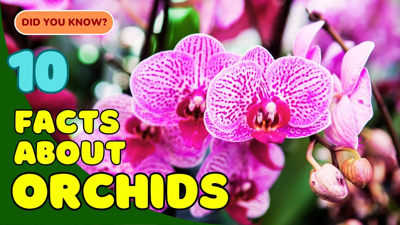 10 Stunning Facts About Orchids You Didn’t Know! 🌸 - YouTube