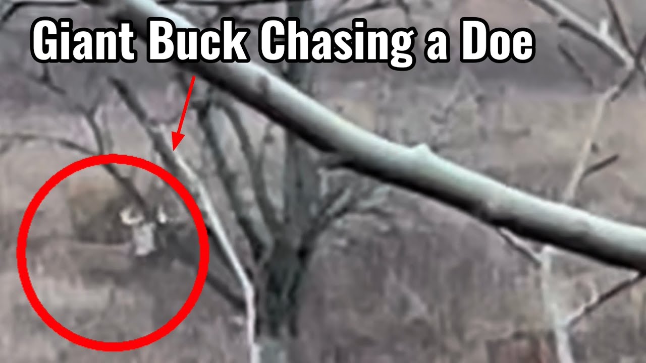 Public Land Giant Buck Chasing a Doe - Oct. 27 - YouTube