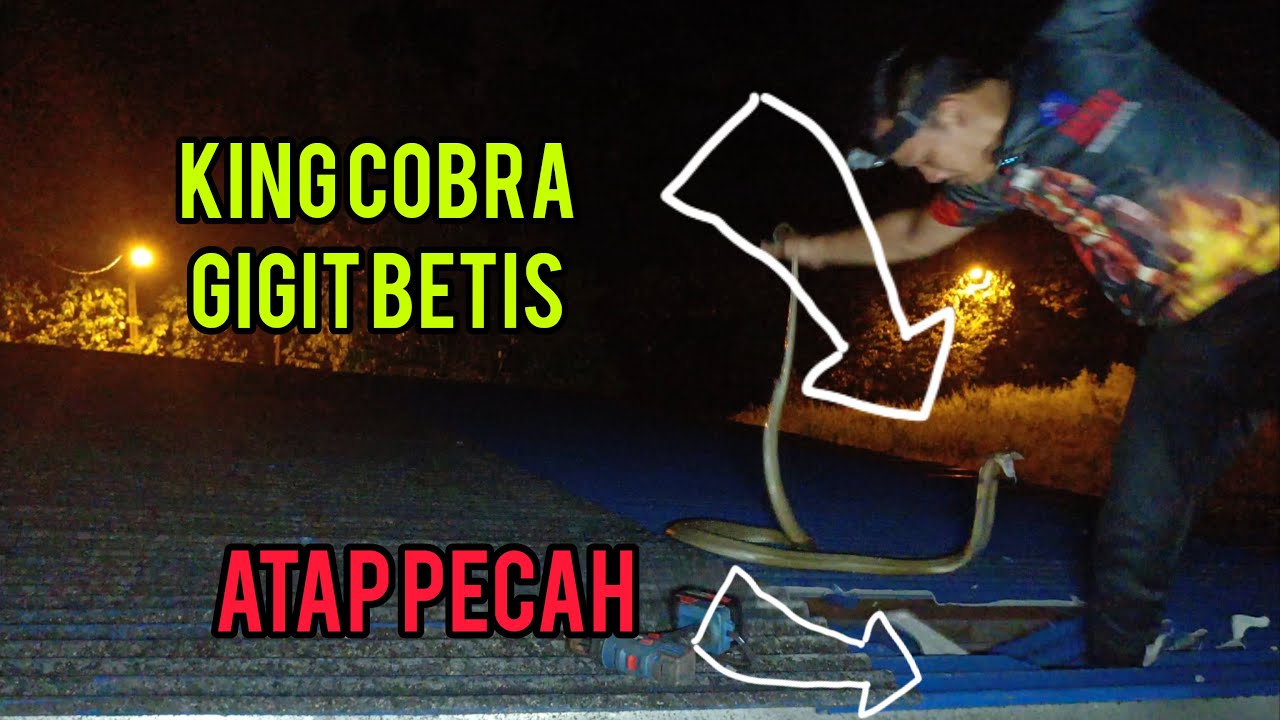 KES TRAGIS 29 RAMADAN | ANTARA HIDUP DAN MATI, KAKI DI SAMBAR KING COBRA - YouTube