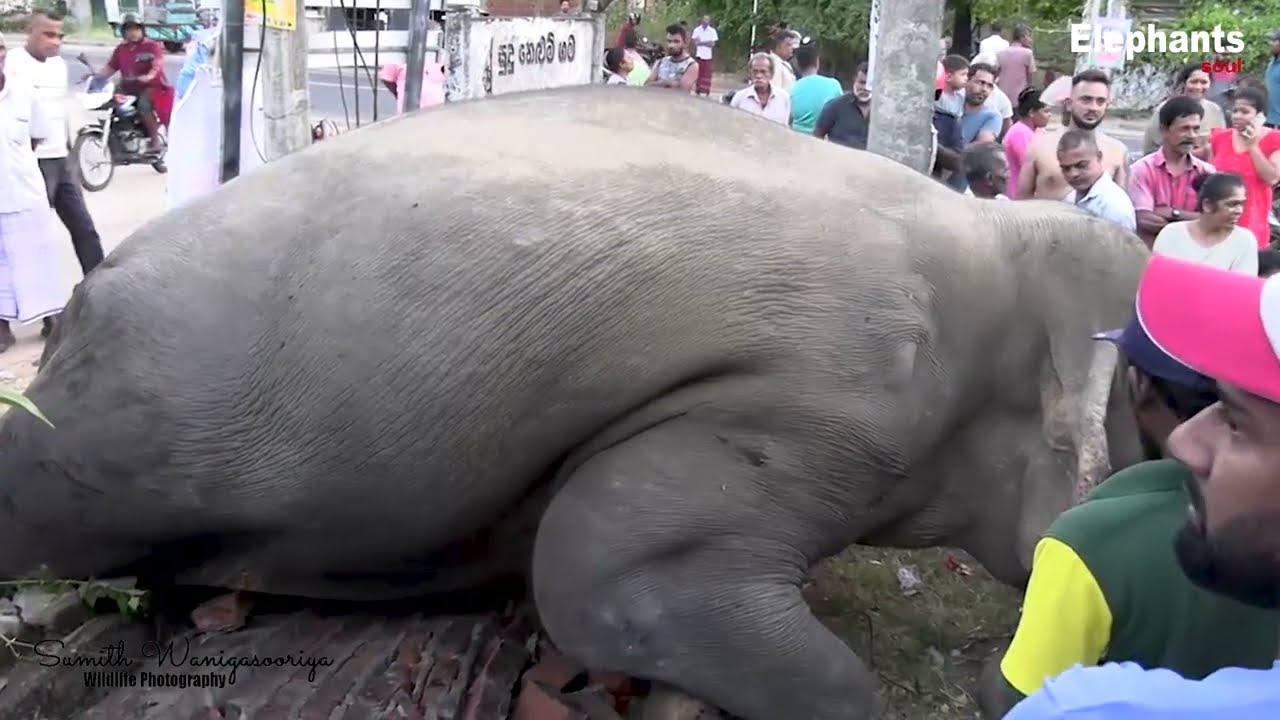 Tragedy on the Tracks: Wild Elephant Hit by Train in Sri Lanka Elephant ...