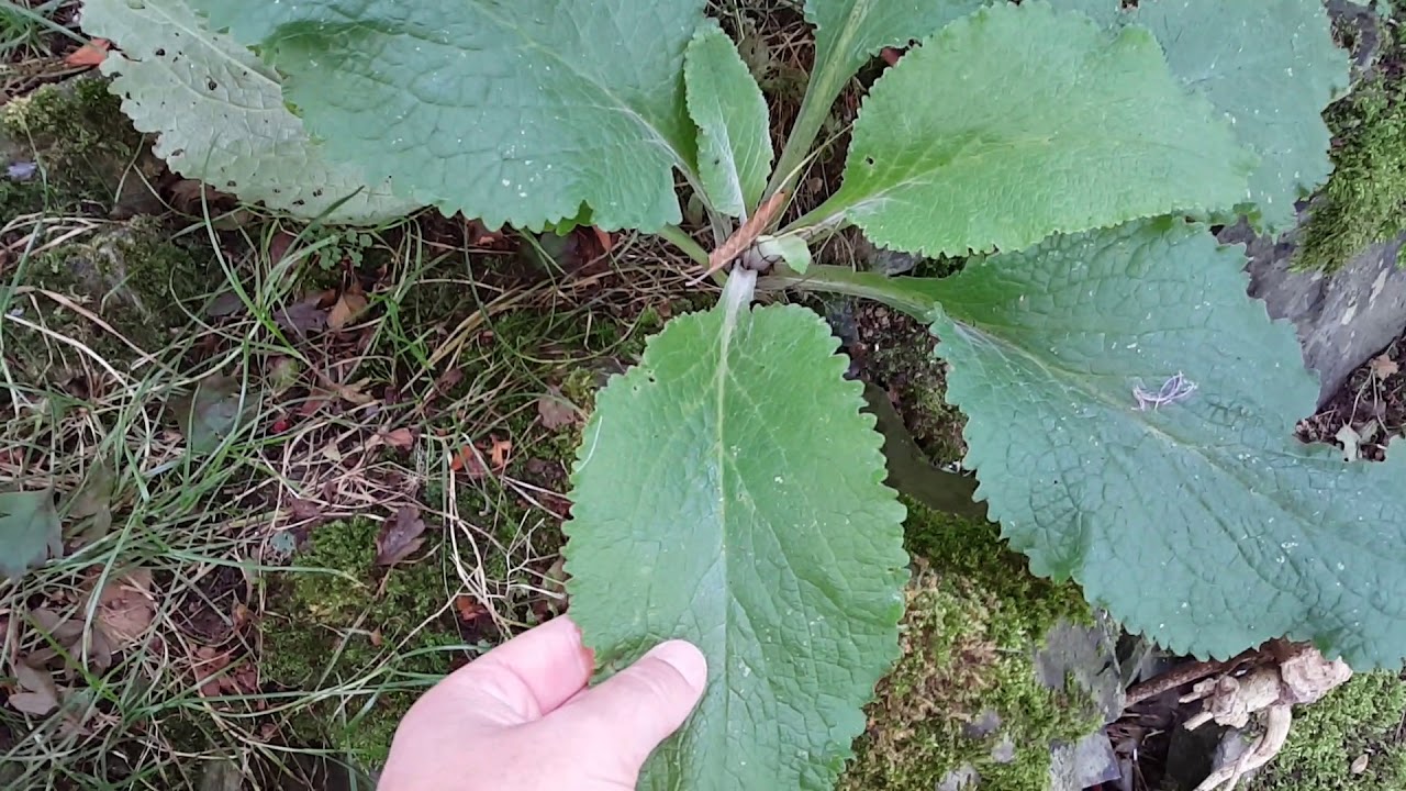 Foxglove ID-amazing leaf size variety - YouTube