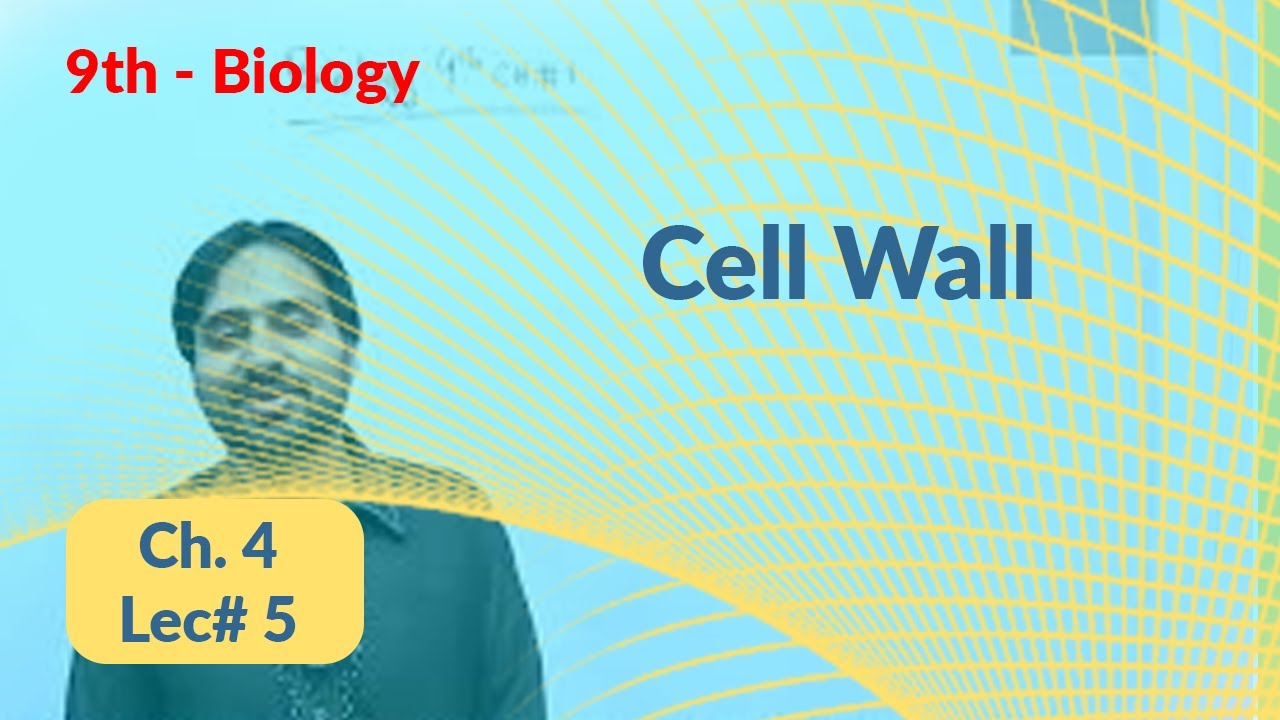 Cell wall 9th Class Ch 4 - 9th Class Biology Cell wall - YouTube