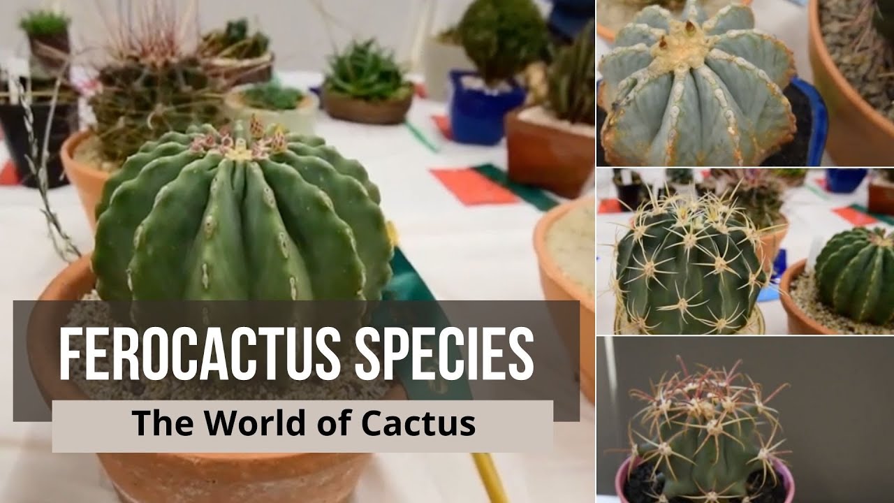 Ferocactus species - Types of Cactus with Names: ferocactus latispinus ...